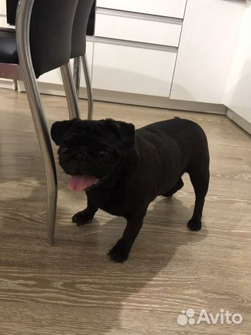 Мопс