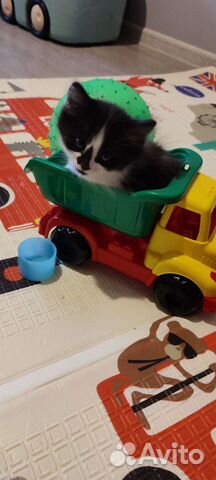 Котята-мальчики