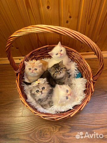 Котята экзоты