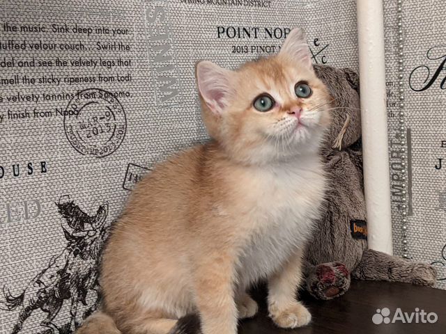 Котик золотой британской шиншиллы