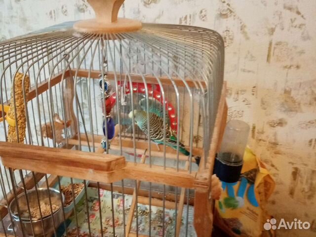 Волнистый попугай с клеткой