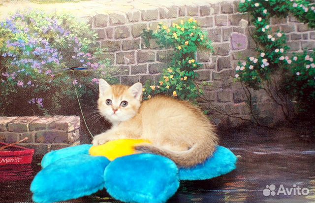 Британский Золотой мальчик ns11