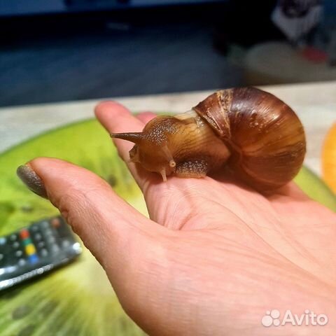 Отдам бесплатно Ахатина