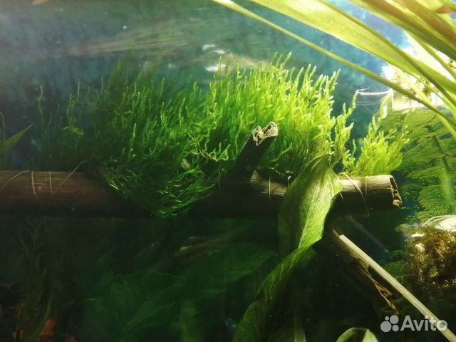 Мох огненный, flame moss на коряжке