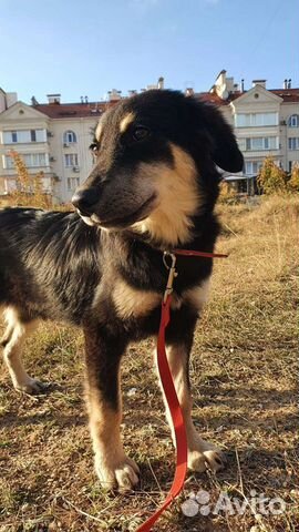 Щенок Лиза ищет дом