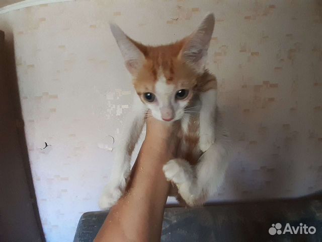 Кошка