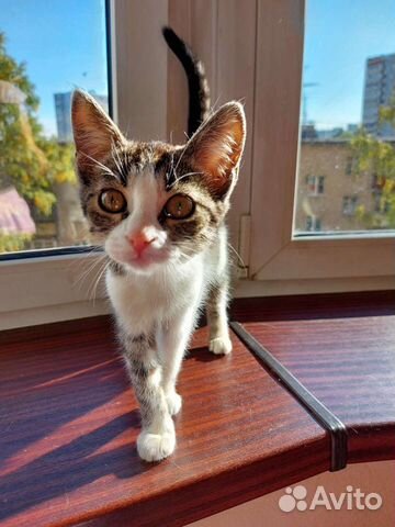Котята в дар 1,5 мес девочка привезу бесплатно