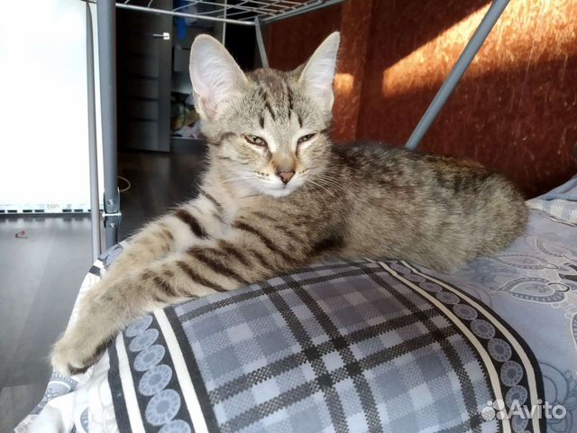 Котенок. Воспитанный парень лоток на 5+.3,5мес