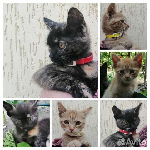 Кошки в добрые руки