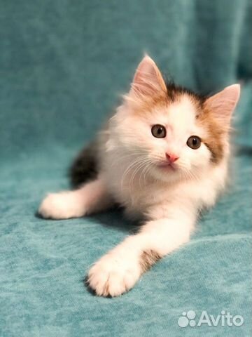 Котенок Савва мальчик 2 мес