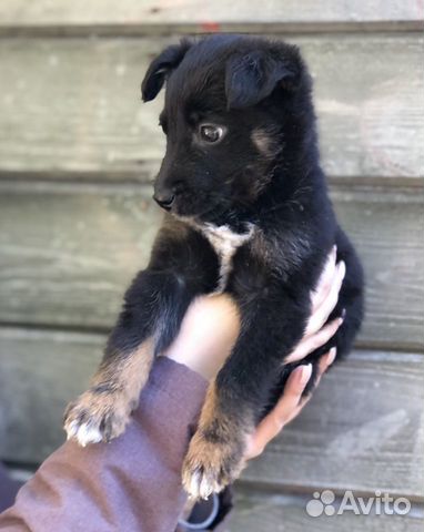 Щенки в добрые руки