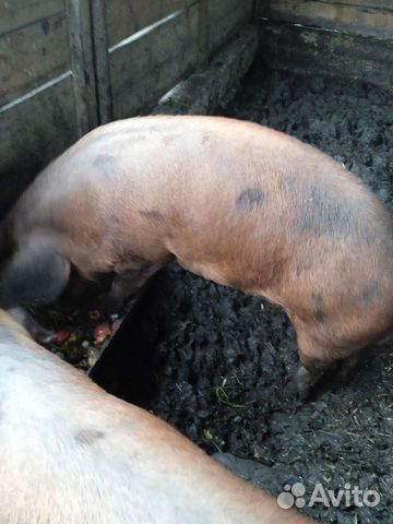 Племенной хряк