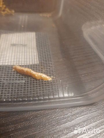 Оотека цветочного индийского богомола