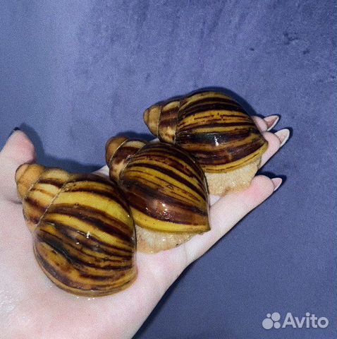 Улитки овум архахатина