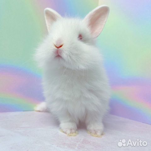 Карликовый кролик редкий