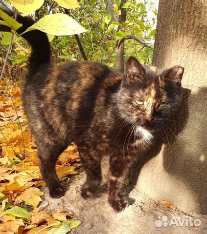 Кошка черепаховая помогите спасти с улицы