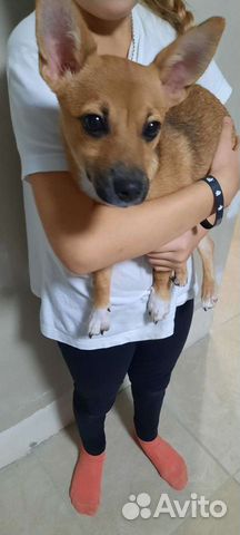 Найдена собака