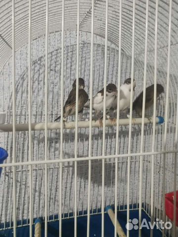 Кенара и канарейки