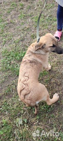 Шенок красавица стерильная