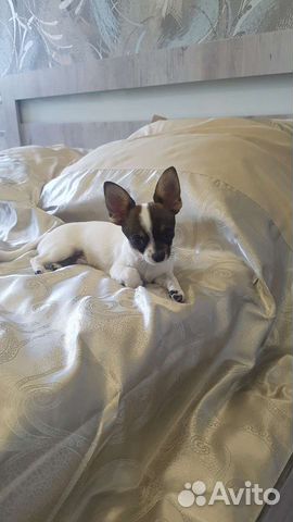 Чихуахуа мальчик мини, вязка