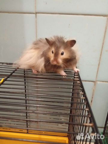 Сирийский хомяк