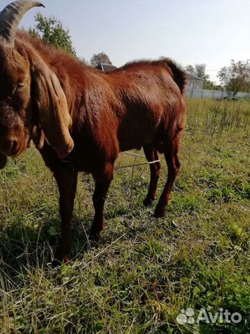 Козлик нуб 50+камори5о