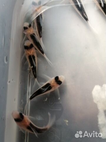 Коридорас Дуплекареус