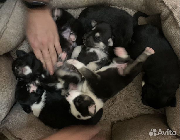 Щенки средний размер помесь гончей