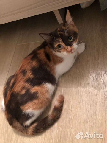 Найдена кошечка