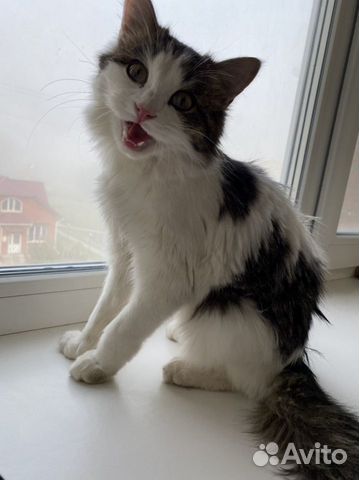 Кот