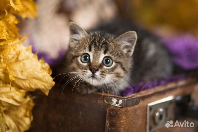 Котёнок Брайт (1,5 месяца) в добрые руки