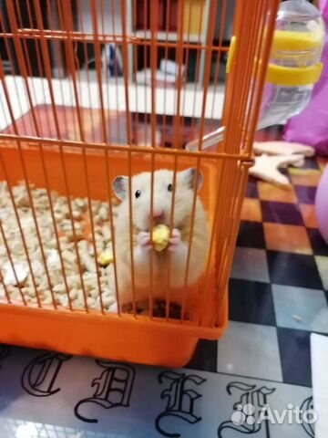 Сирийский хомяк с клеткой