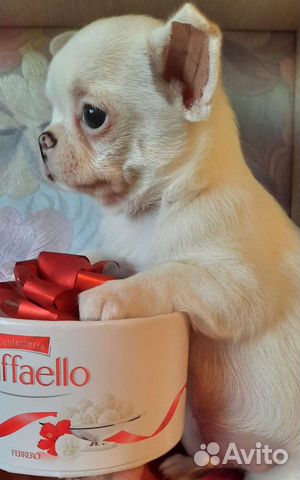 Малыш Чебурашка