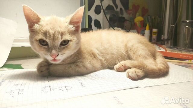 Кошка