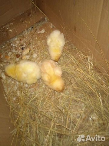 Цыплята бройлеры