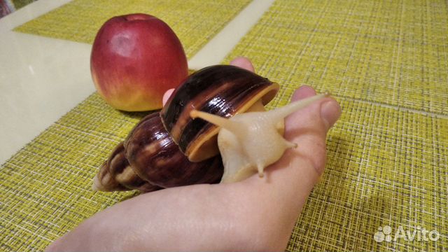 Улитка ахатина гигантская