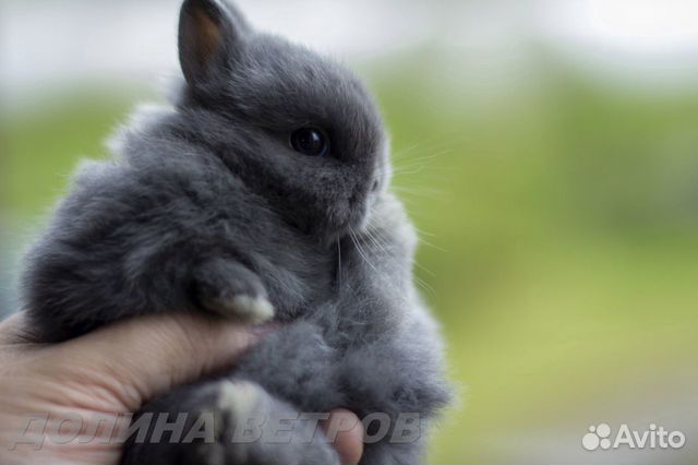 Девочка минор 300 граммов голубого окраса