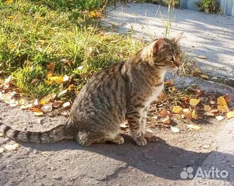 Найден домашний кот, кастрированный