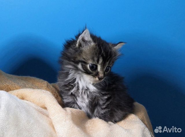 Маленький тигренок ищет своего человека