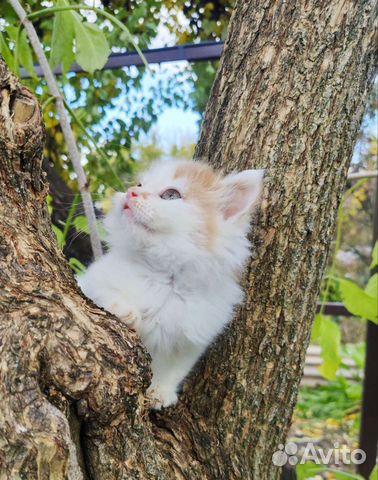 Отдам даром котёнка, 2 месяца