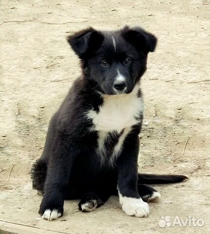 Мимимишная Мишка в добрые руки