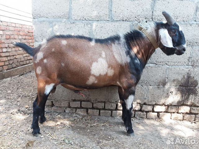 Козел Англо-Нубийский