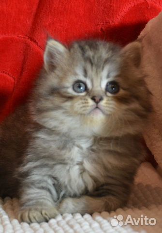 Хайленд красавчик