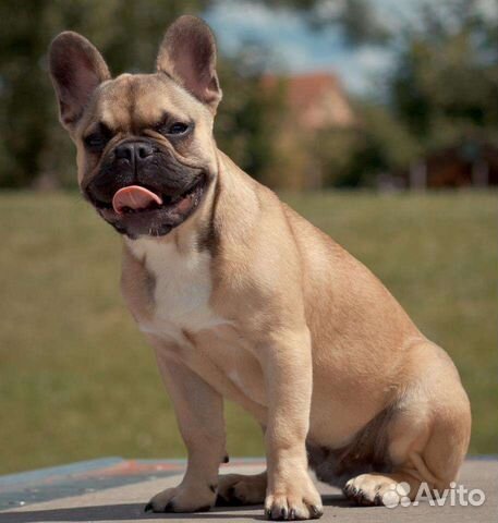 Французский бульдог