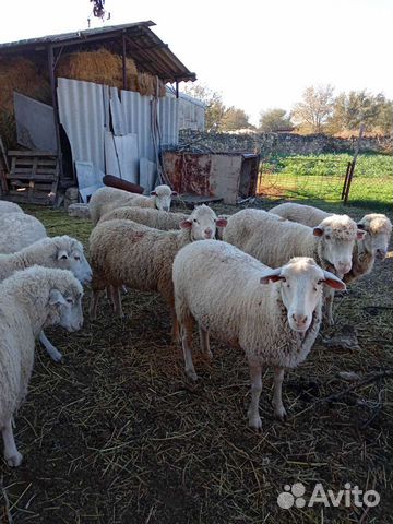 Овцы бараны ягнята оптом