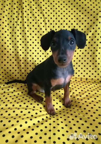 Цвергпинчер