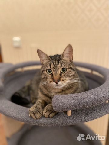 Кот молодой в добрые руки