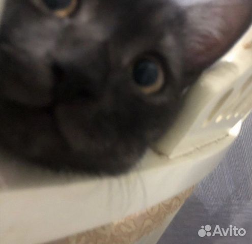 Черный котенок мальчик