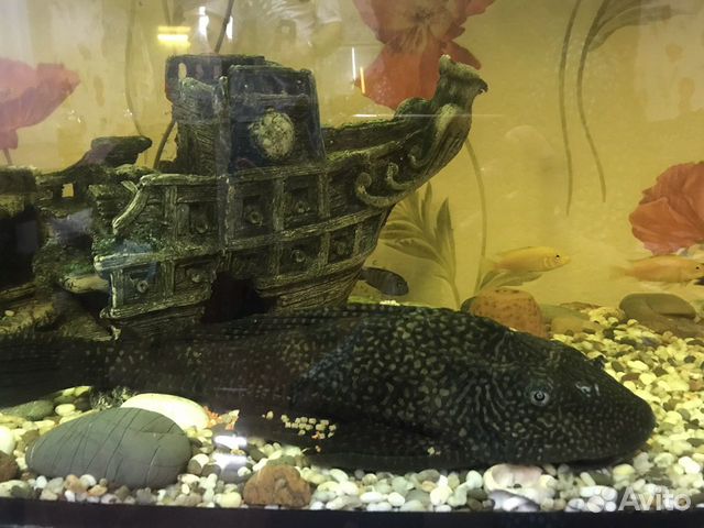 Анциструс Сёма