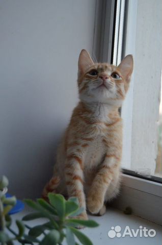 Крошка Рыжик Ищет Своего Человека